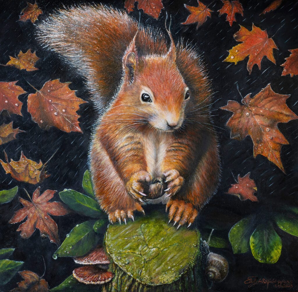 Scilly Squirrel • Art Gallery SW